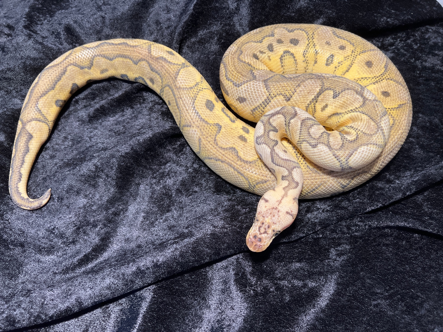 Super Pastel Clown Ball Python by LotsaBalls Reptiles - MorphMarket