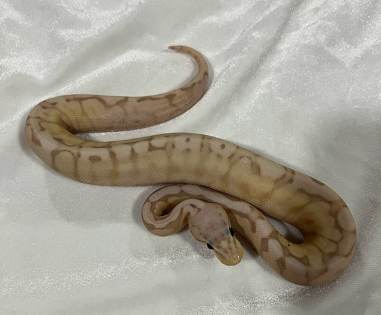 Coral Glow Pastel Cinnamon Spider Ball Python by LotsaBalls Reptiles