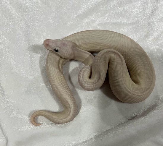 Super Butter/Bamboo Ball Python by LotsaBalls Reptiles