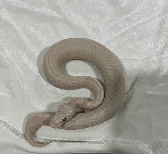 Super Butter/Bamboo Ball Python by LotsaBalls Reptiles