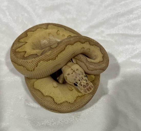 Super Pastel Butter Clown Ball Python by LotsaBalls Reptiles