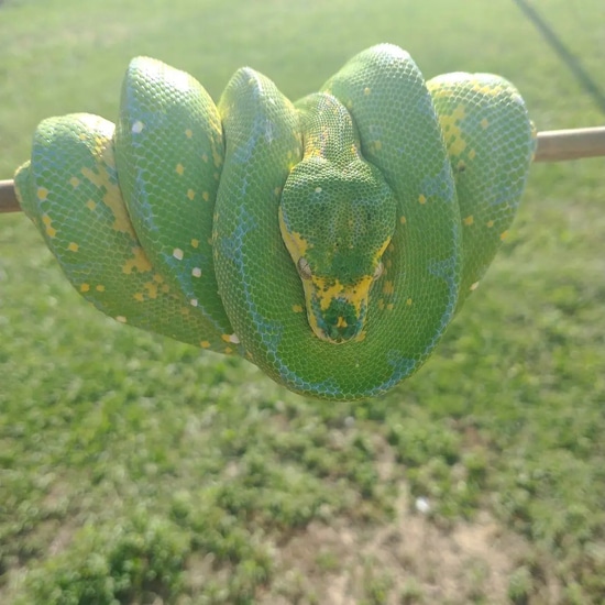 USCBB 2019 Manokwari X Biak Green Tree Python by Lottery Reptiles
