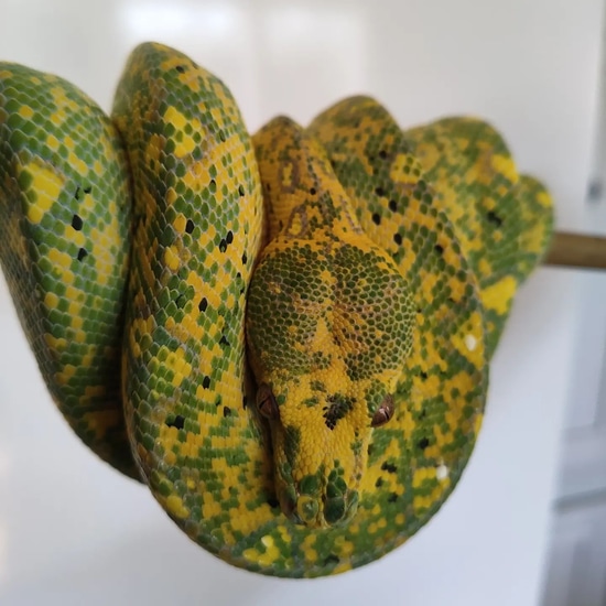 2019 Manokwari X Biak Male Green Tree Python by Lottery Reptiles