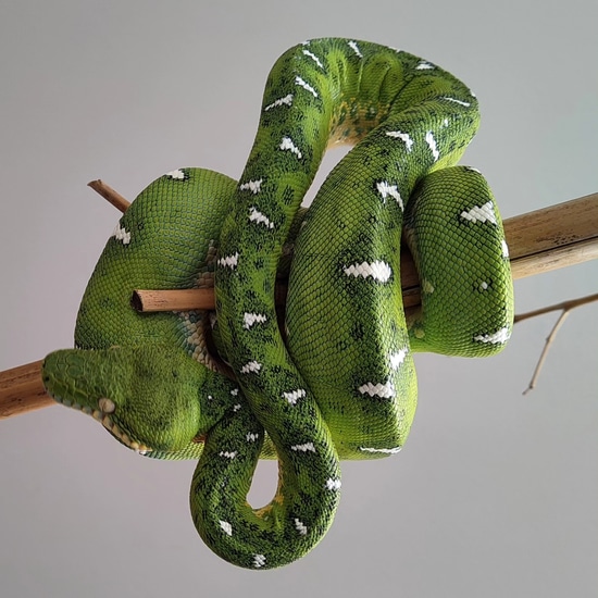 2020 Male Basin\Northern Emerald Tree Boa by Lottery Reptiles