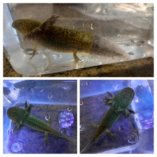 3 Inch Gfp Wild/mel Firefly Axolotl by Twisted Gemstone Exotics