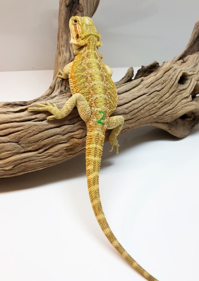 Citrus Het Trans Bright Yellow Central Bearded Dragon by House Of Dragons