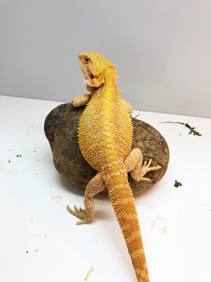 Citrus Het Trans Bright Yellow Central Bearded Dragon by House Of Dragons