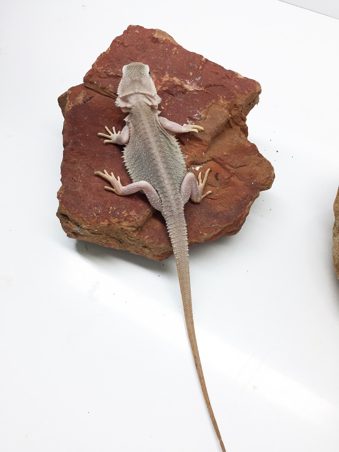 Zero Trans Dragon Central Bearded Dragon by House Of Dragons - MorphMarket
