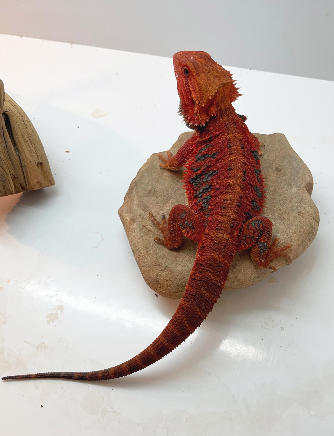 Red Paradox Red Monster Central Bearded Dragon by House Of Dragons ...