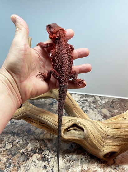 Red Monster Trans Het Hypo Central Bearded Dragon by House Of Dragons