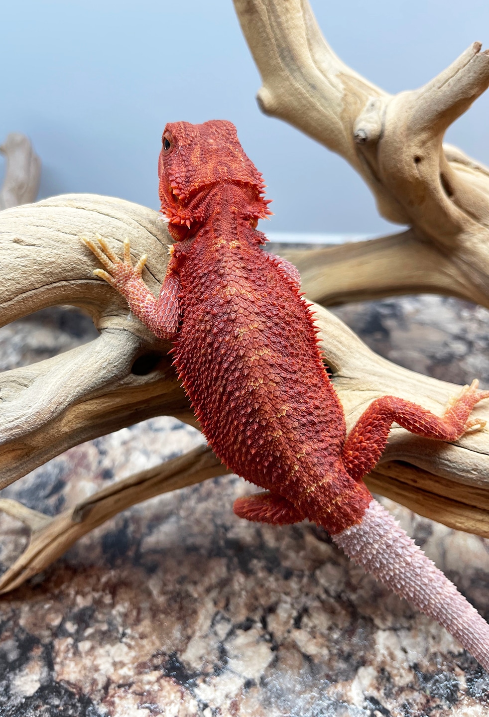 Red Hypo Trans Dragon Central Bearded Dragon by House Of Dragons - MorphMarket