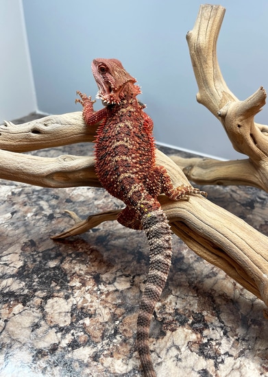 Red 50percent Red Monster Central Bearded Dragon by House Of Dragons ...