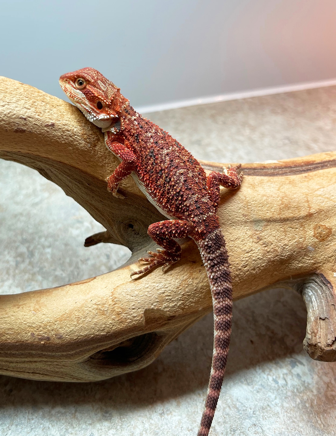 Red 50percent Red Monster Central Bearded Dragon by House Of Dragons ...