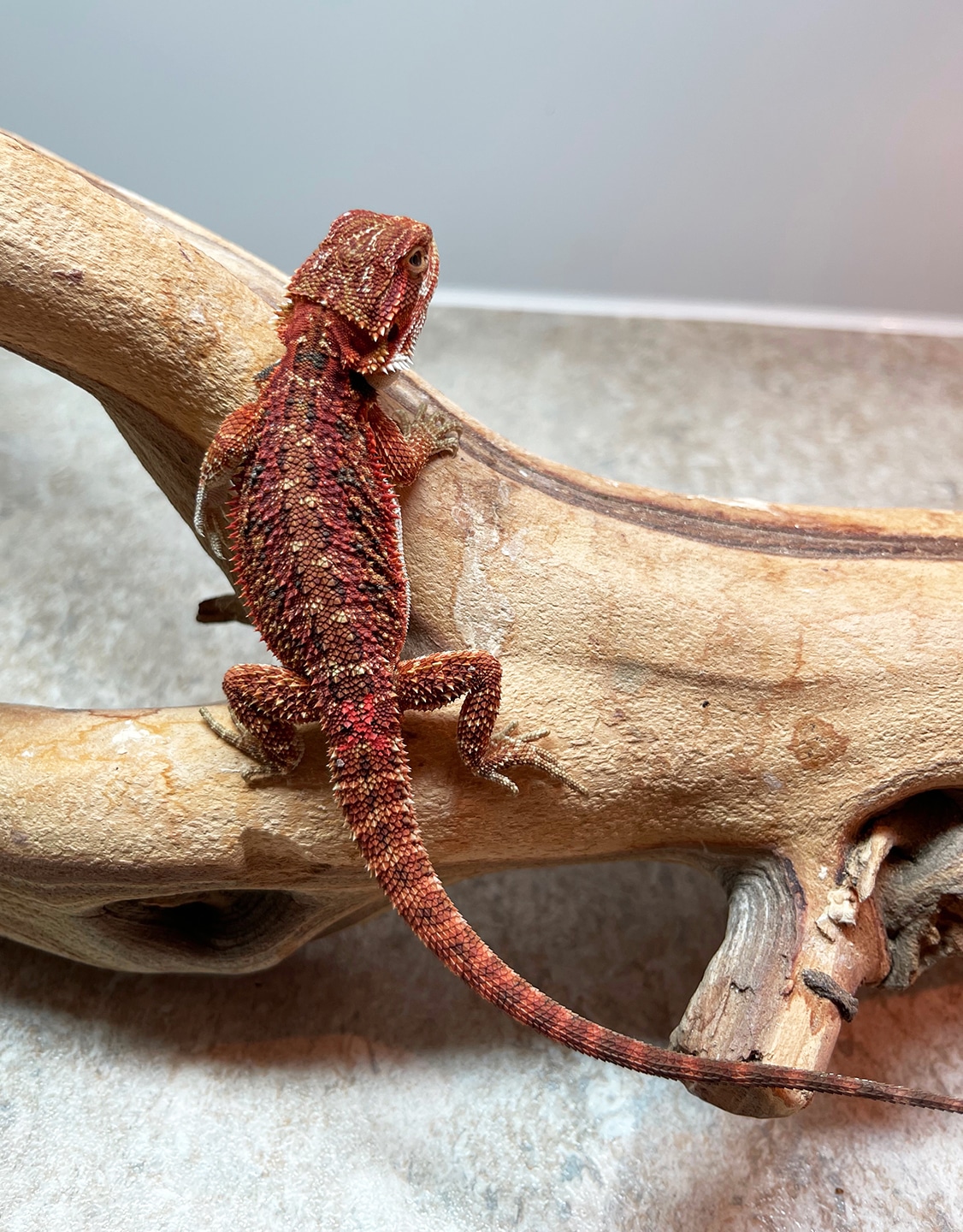 Red 50Percent Red Monster Central Bearded Dragon by House Of Dragons ...