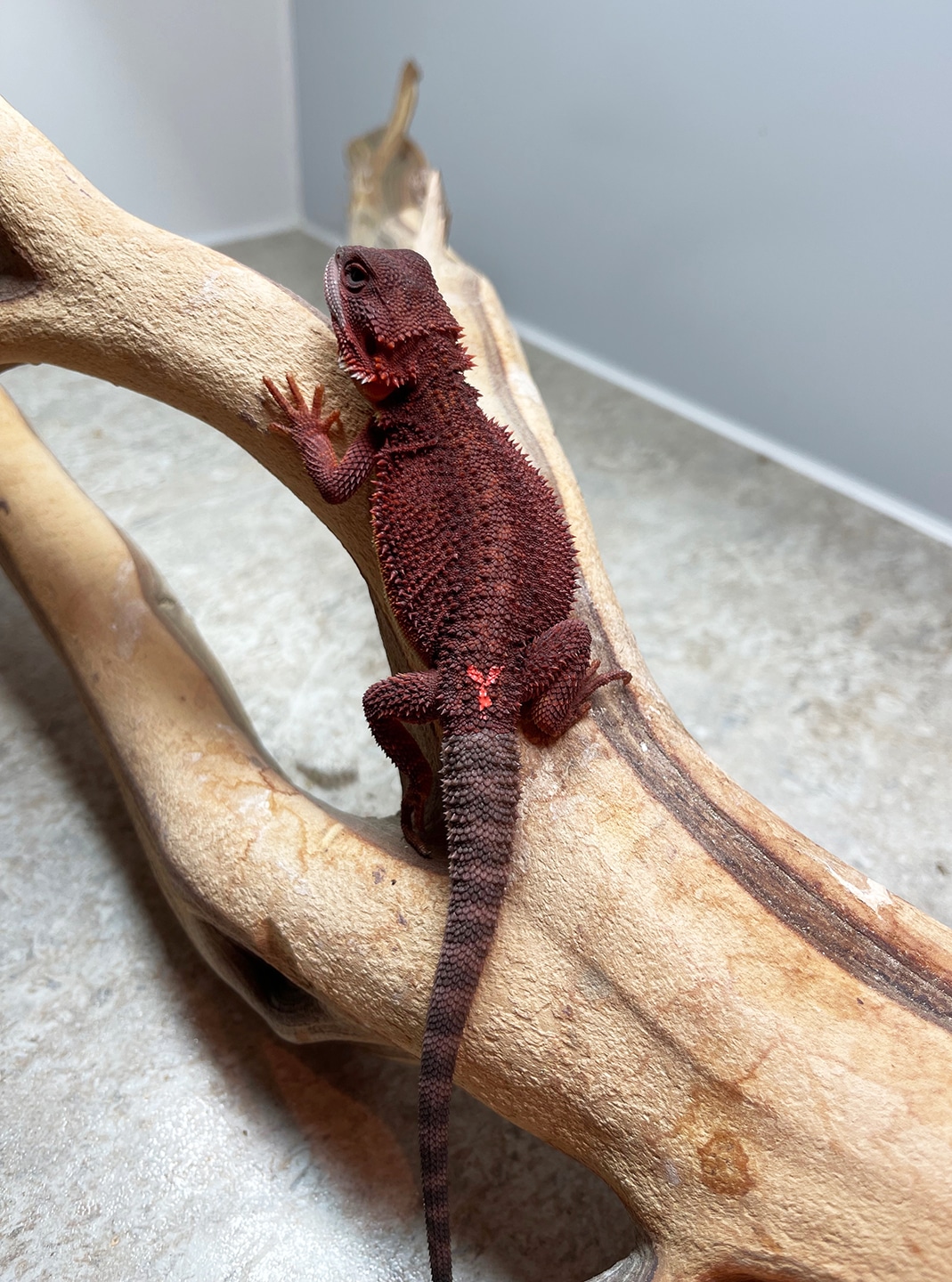 Red Monster 100 Percent Central Bearded Dragon by House Of Dragons ...