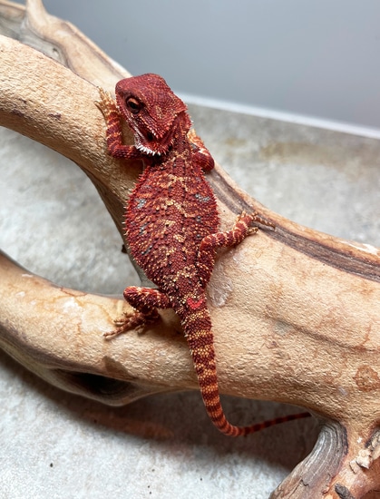 Red Monster 100 Percent Central Bearded Dragon by House Of Dragons