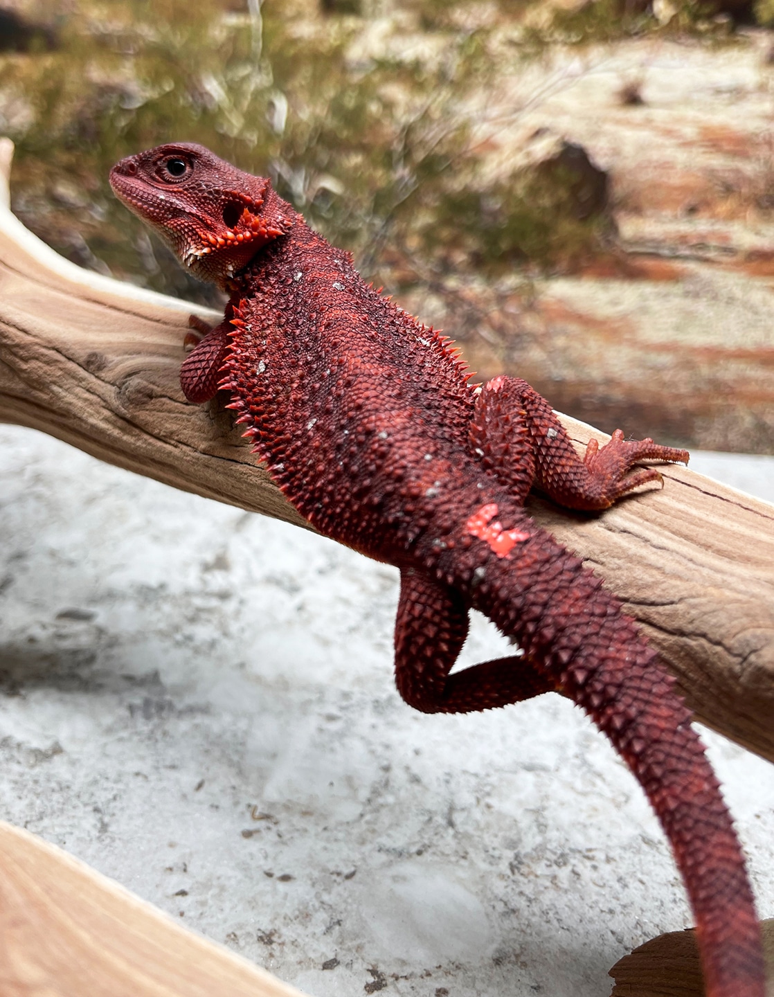 Red Monster 100 Percent Central Bearded Dragon by House Of Dragons ...