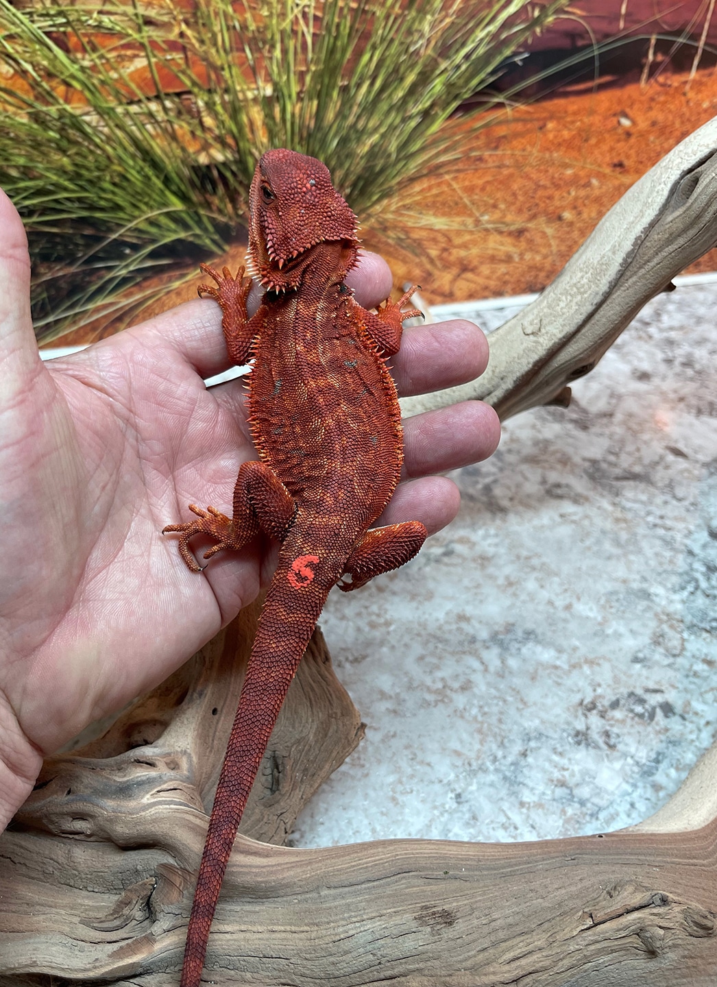 Red Monster 100 Percent Central Bearded Dragon by House Of Dragons - MorphMarket