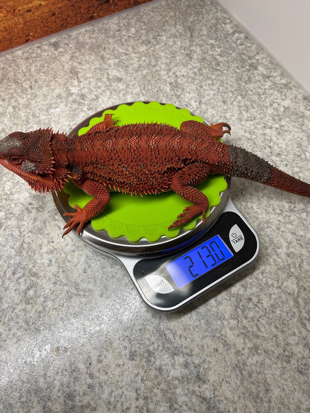 Red Monster 100 Percent Hold Back Central Bearded Dragon by House Of ...