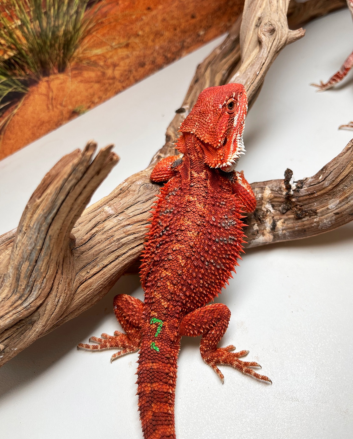 Red Monster 75 Percent Central Bearded Dragon by House Of Dragons - MorphMarket