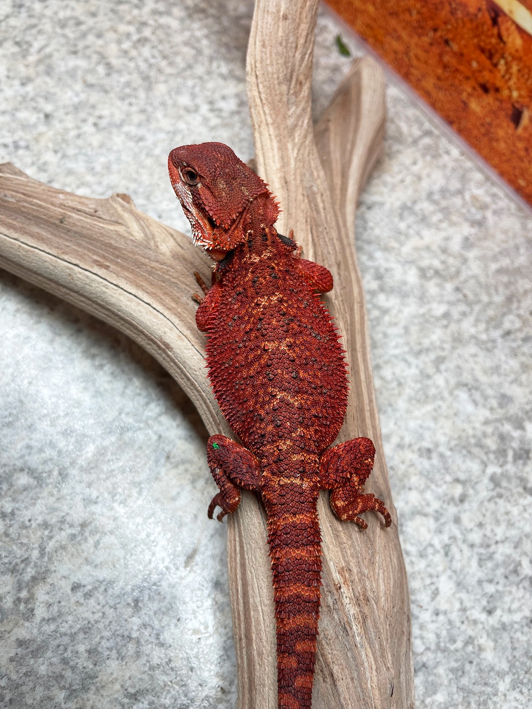Red Monster 75 Percent Central Bearded Dragon by House Of Dragons ...