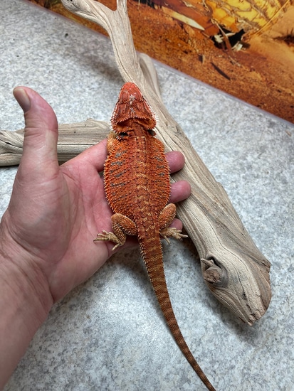 Red Monster 75 Percent Toe Nip Central Bearded Dragon by House Of Dragons