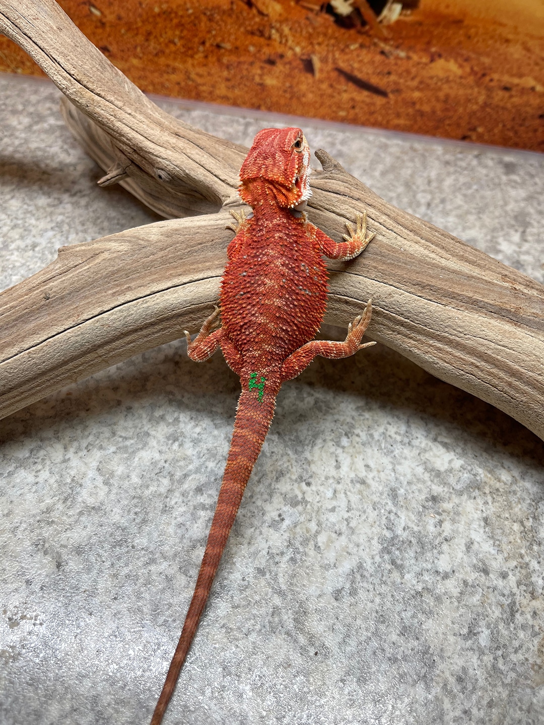Red Monster 50 Percent Central Bearded Dragon by House Of Dragons - MorphMarket