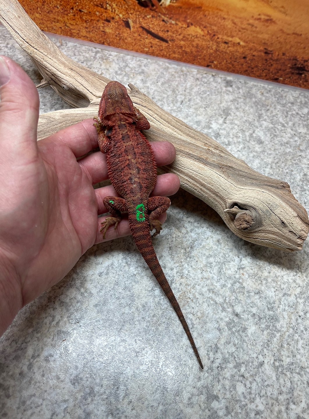 Red Monster 75 Percent Central Bearded Dragon by House Of Dragons ...