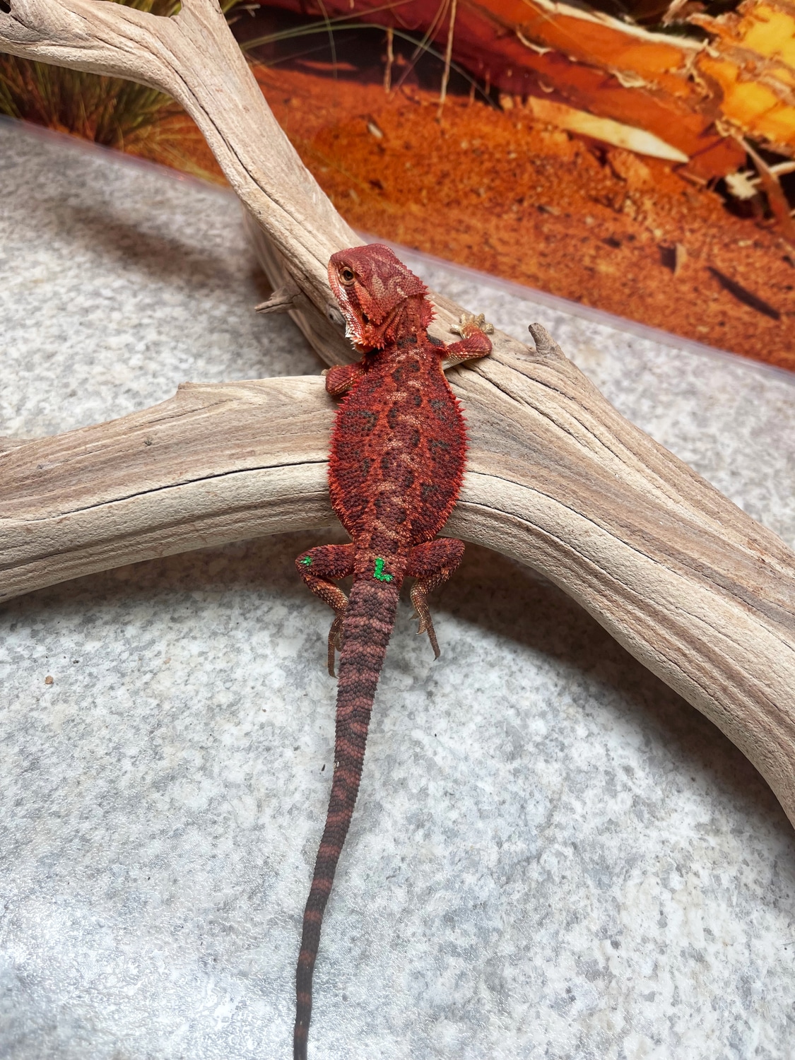 Red Monster 75 Percent Central Bearded Dragon by House Of Dragons ...