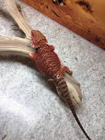 Red Monster Toe Nip Central Bearded Dragon by House Of Dragons