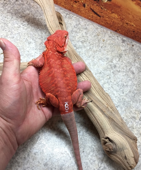 Red "FIRE RED " Minor Toe Nip Central Bearded Dragon by House Of Dragons