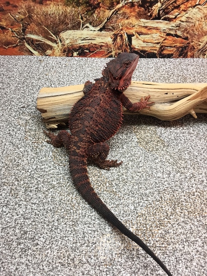 RED Monster Black Blood Central Bearded Dragon by House Of Dragons
