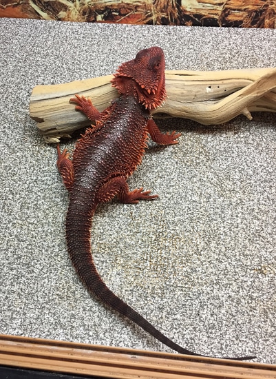 Red Monster "Silver Back Central Bearded Dragon by House Of Dragons