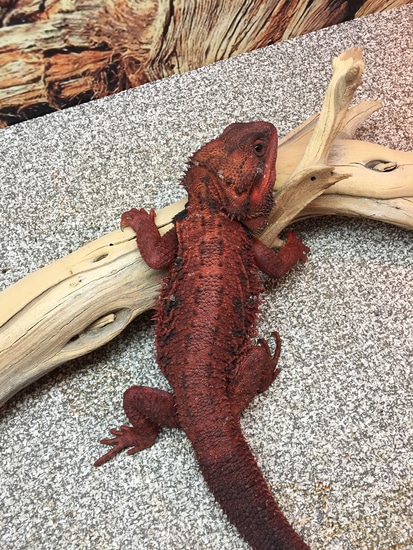 Red Monster Black Blood Central Bearded Dragon by House Of Dragons
