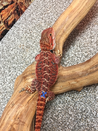 Red Monster 75% Toe Bite Central Bearded Dragon by House Of Dragons
