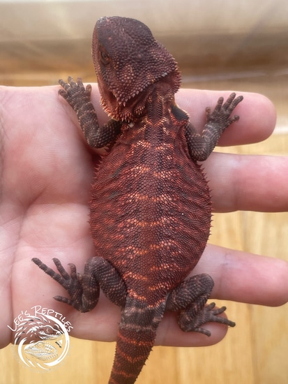 100% Red Monster Leatherback Central Bearded Dragon by Lee’s Reptiles