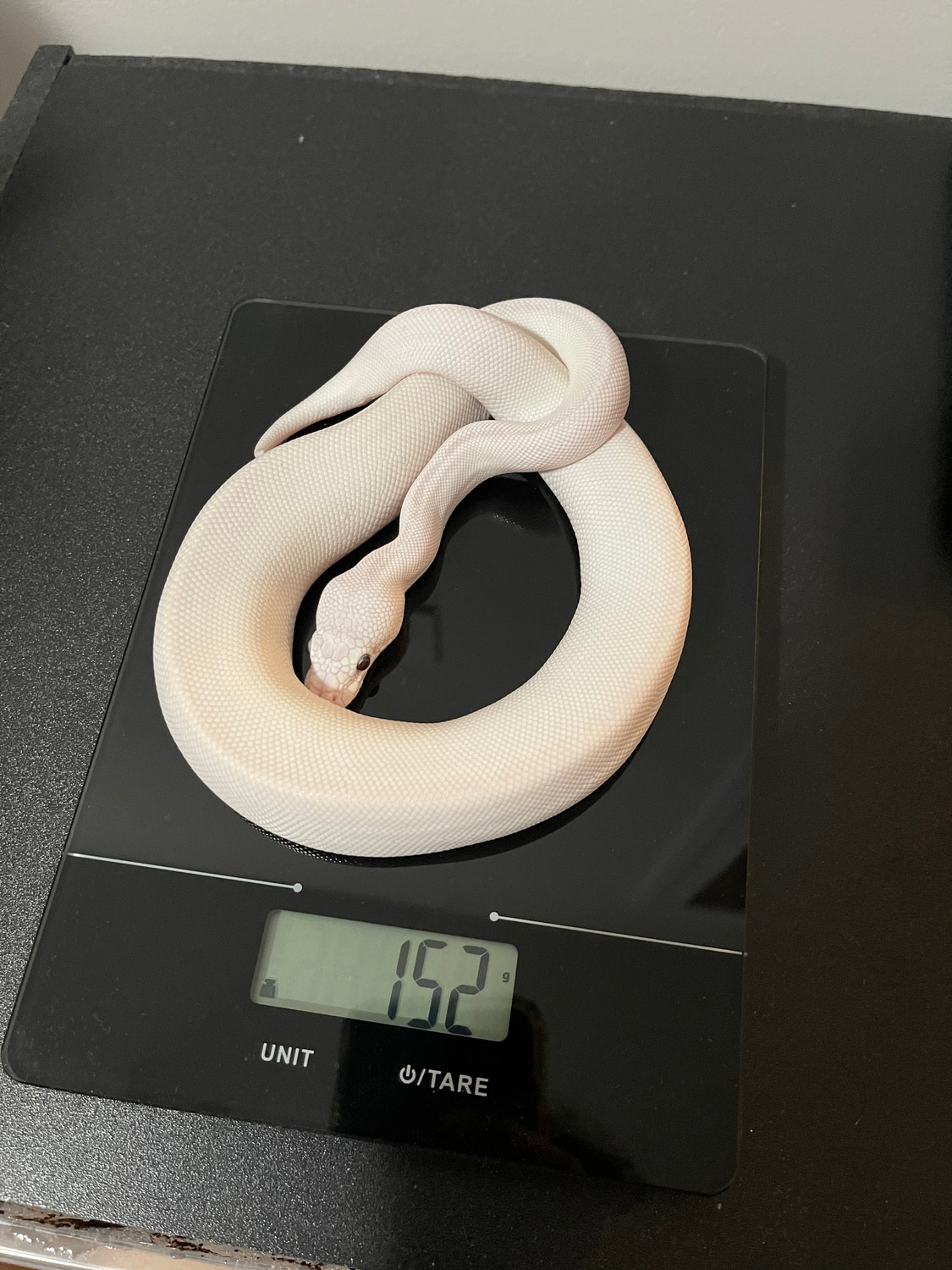 Super Lesser Ball Python by LouNyce Ball Pythons - MorphMarket