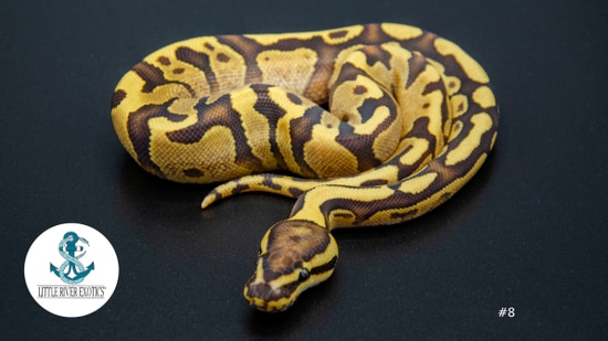 Enchi, Fire, Yellow Belly, Pastel Ball Python by Little River Exotics