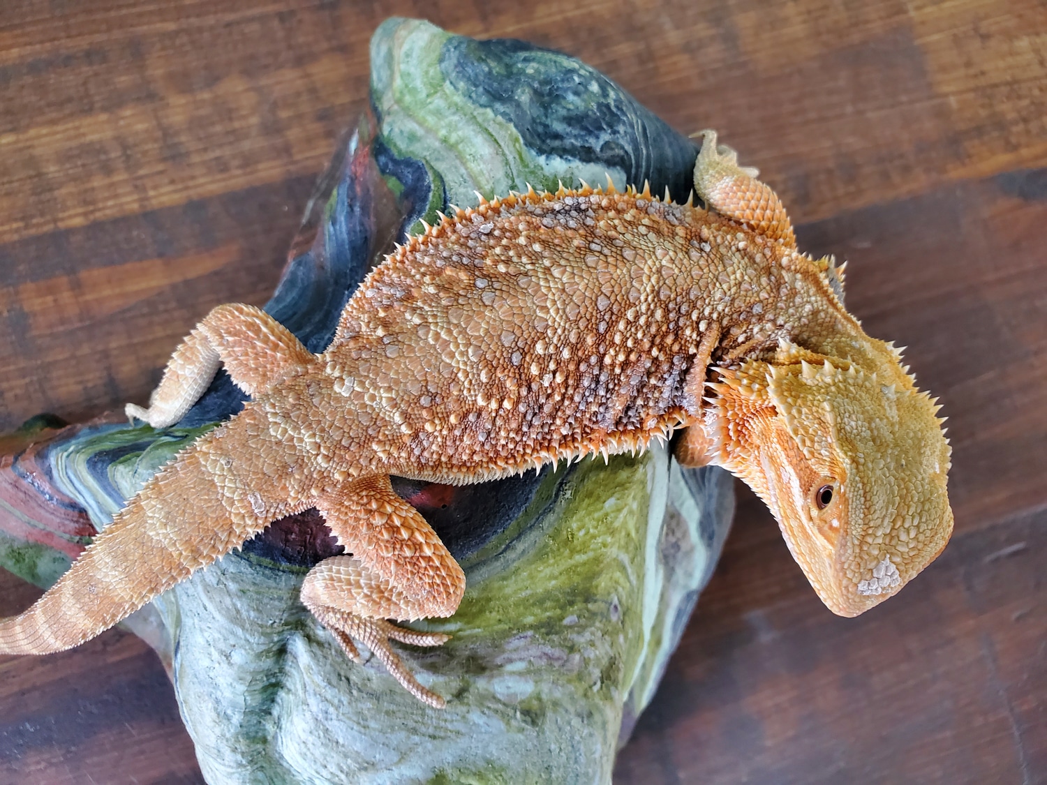 Tangerine, Hypo, Blue/purple, Het Trans Central Bearded Dragon by ...