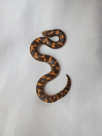 Normal Kenyan Sand Boa by Little River Exotics