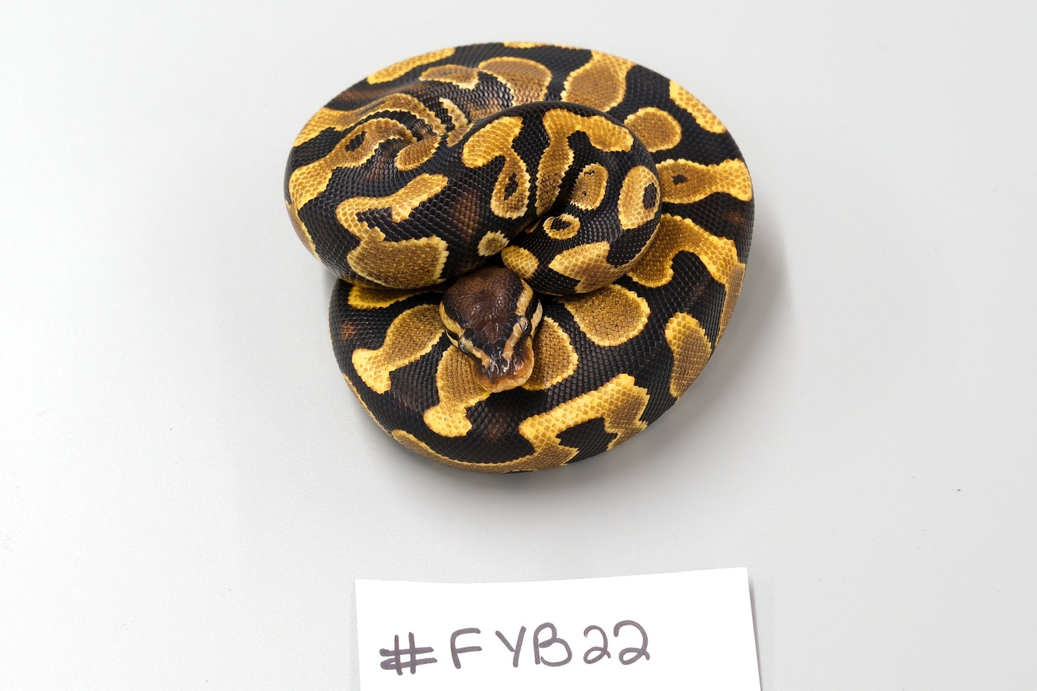Yellowbelly Ball Python by Little River Exotics - MorphMarket