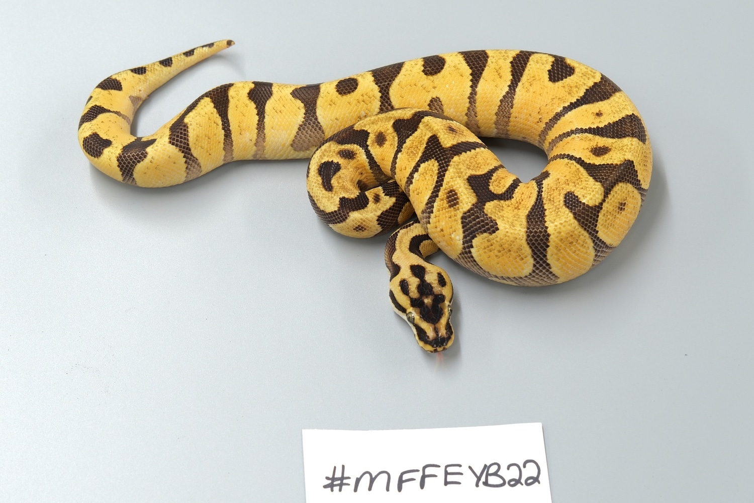 Firefly, Enchi, Yellowbelly Ball Python by Little River Exotics ...