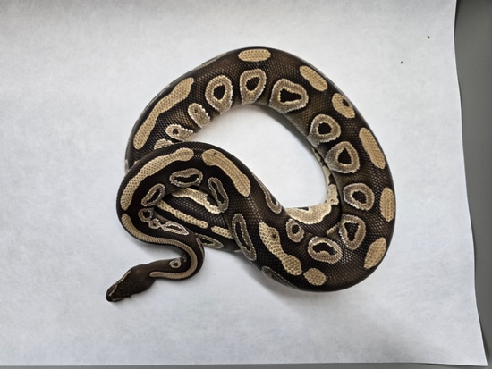 Mojave Ball Python by Little River Exotics