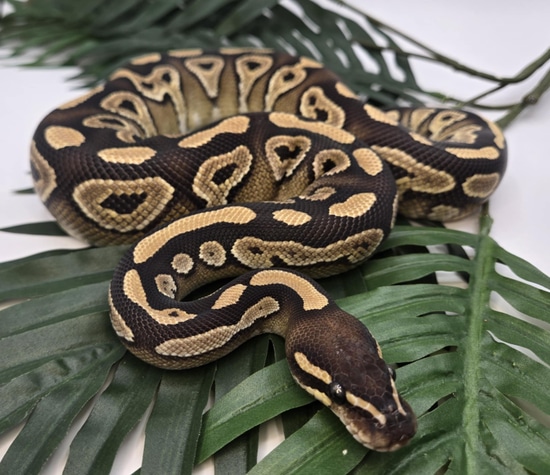 Mystic Ball Python by Little River Exotics