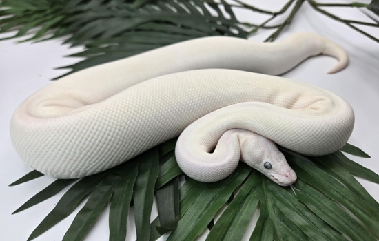 BEL Mystic/ Lesser Ball Python by Little River Exotics