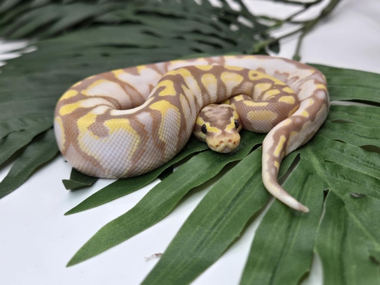 Pastel, Enchi, Coral Glow, Calico Ball Python by Little River Exotics