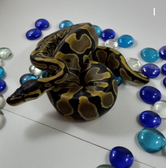 Normal Ball Python by Valley Morphs LLC