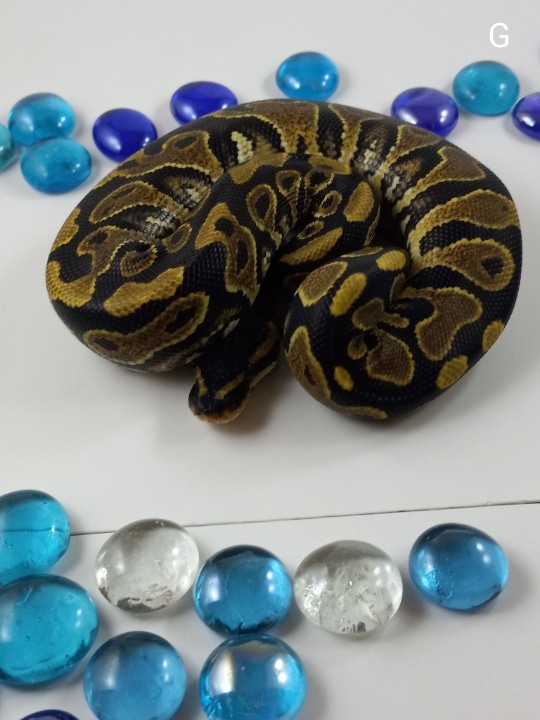 Yellow Belly Ball Python by Valley Morphs LLC - MorphMarket