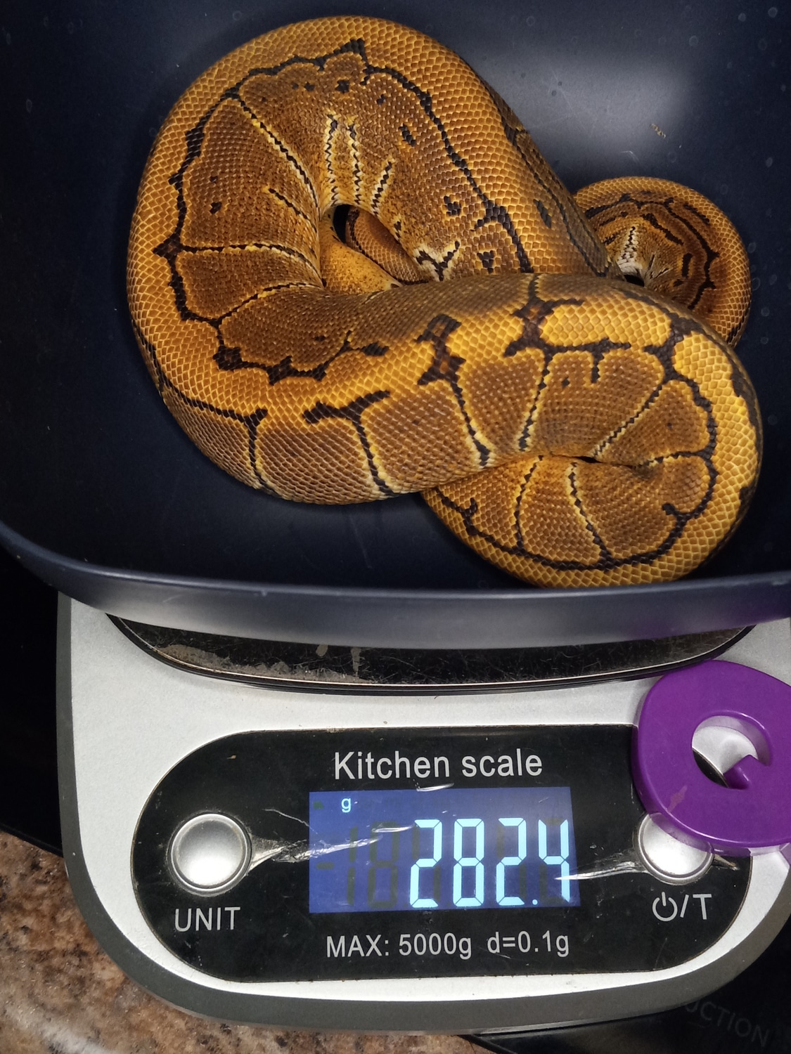 Pinstripe 100% Hypo Ball Python by Valley Morphs LLC - MorphMarket