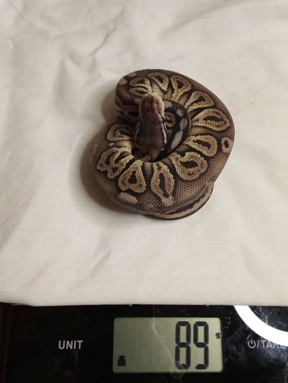 Black Pastel Pastel (Black Pewter) Ball Python by Valley Morphs LLC